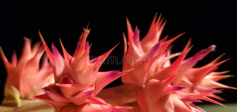 Pokey red flower stock image. Image of pink, cactus - 239863931