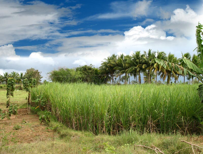 Pole trzciny cukrowej obraz stock. Obraz złożonej z woda - 4655965