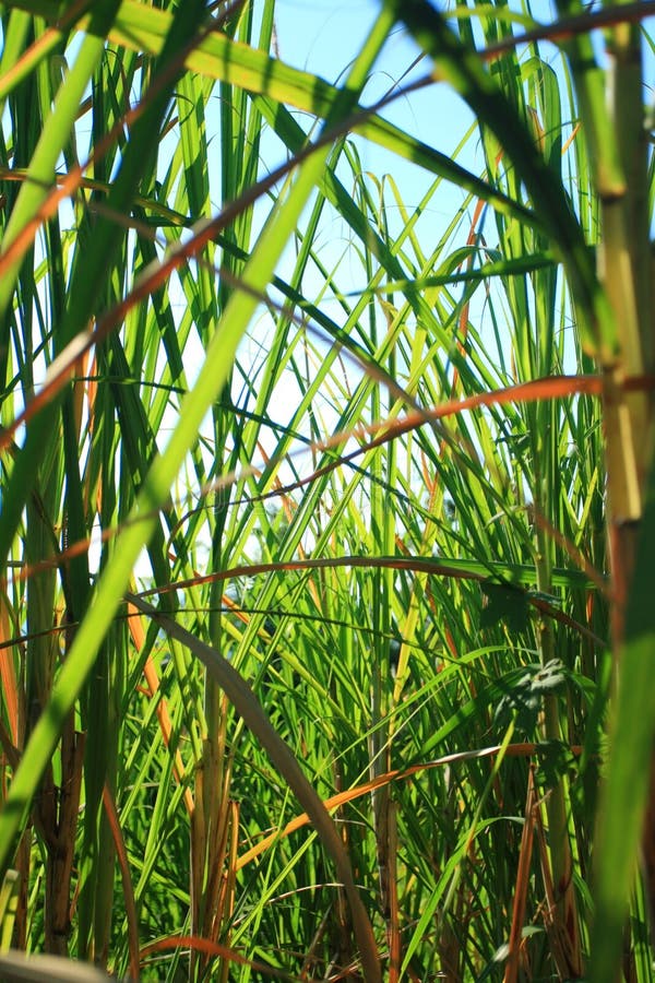 Pola trzciny cukrowej obraz stock. Obraz złożonej z organicznie - 5805233