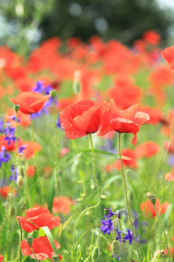 Poland stock photo. Image of nature, malopolskie, flora - 5468446