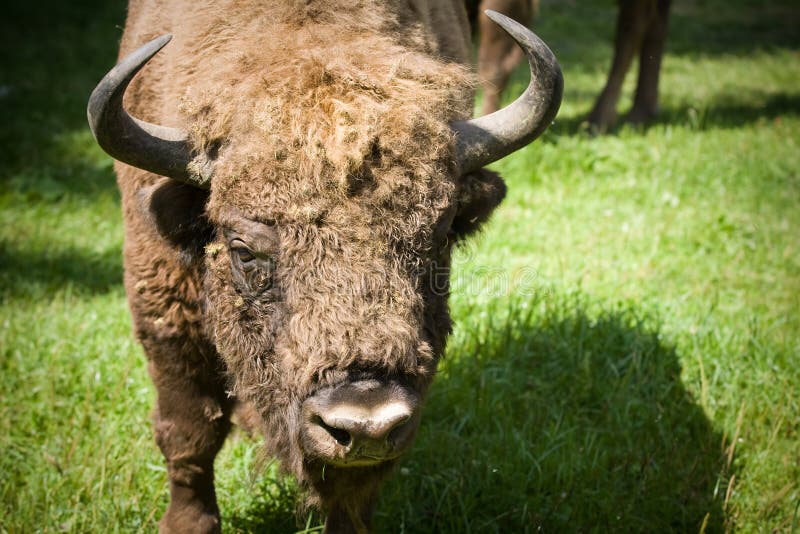 Poland bison stock image. Image of poland, nose, nature - 10705915
