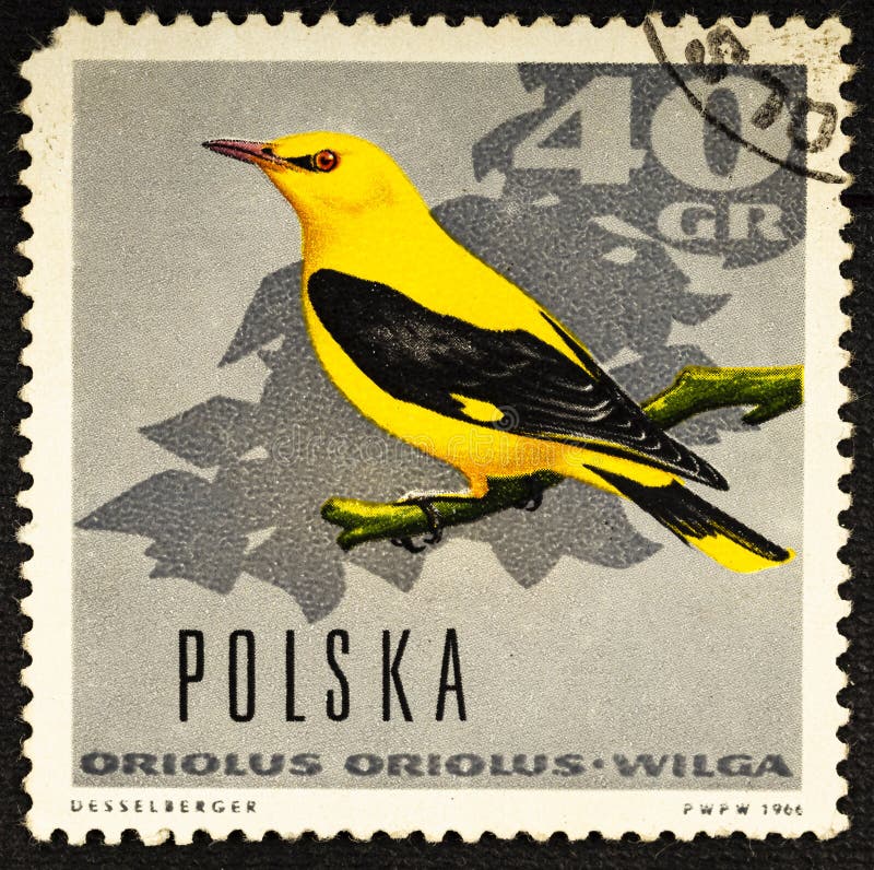 Oriolus Wilga Stock Photos - Free & Royalty-Free Stock Photos from ...