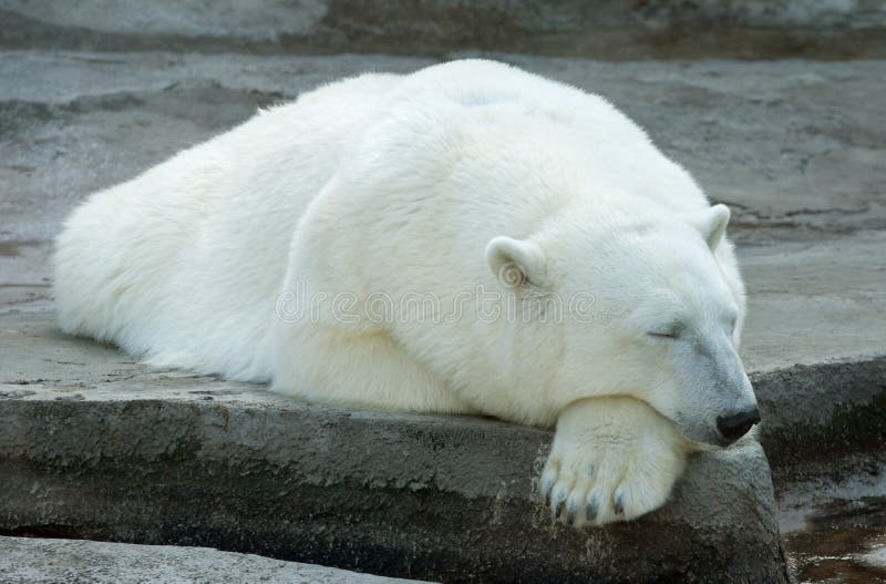 Lazy sleeping polar bear stock photo. Image of lying, coat - 8795884