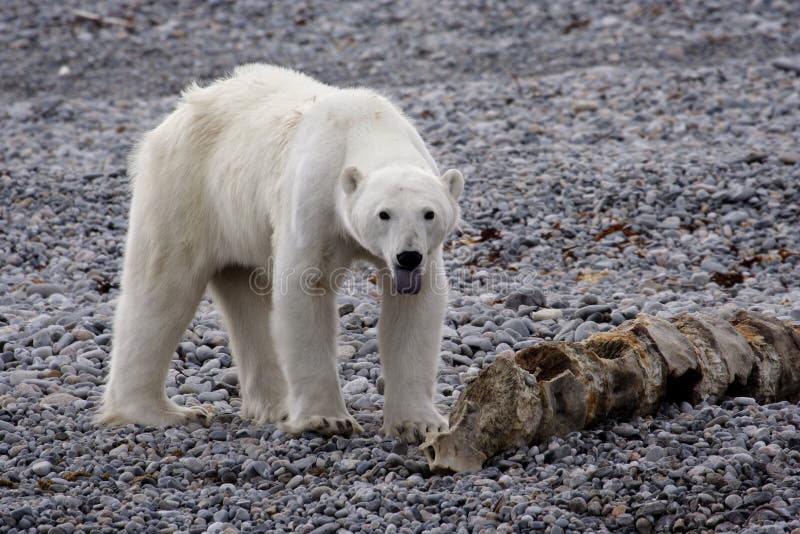 Polar bear stock photo. Image of arctic, atlantic, bear - 1132218