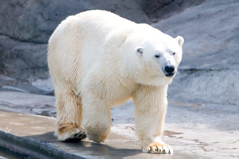 Polar Bear Royalty Free Stock Photo - Image: 11536295