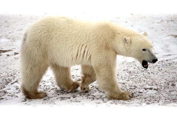 Polar bear stock photo. Image of animal, canada, arctique - 12125636