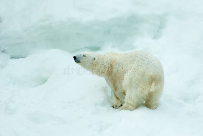 Polar Bear and Cubs in Weak Arctic Sunlight Stock Image - Image of ...
