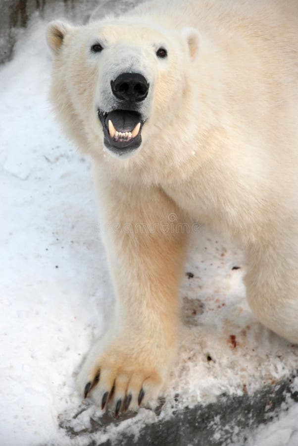 Polar bear stock photo. Image of bear, animals, animal - 13460600