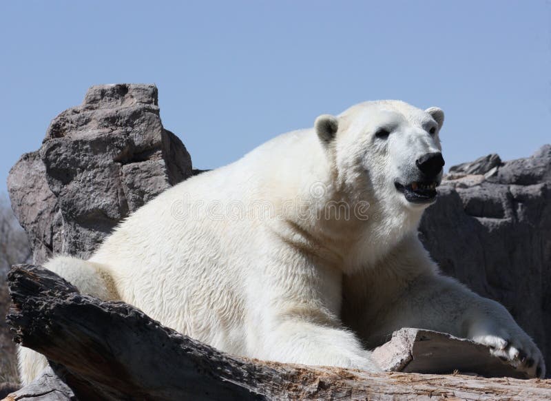 Resting polar bear stock image. Image of ocean, endangered - 17460301