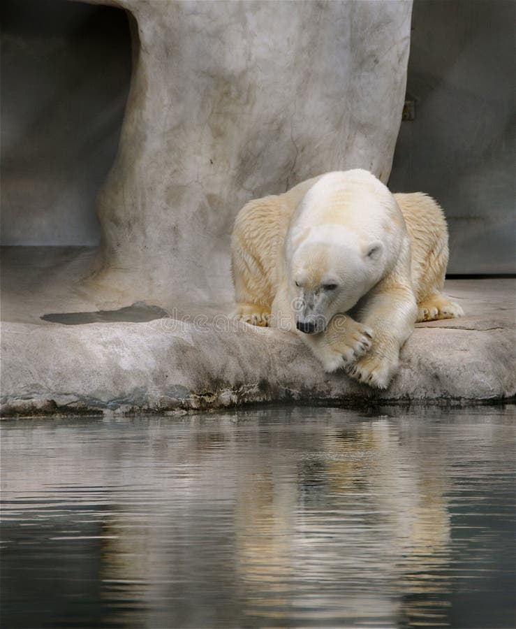 Polar Bear stock photo. Image of pretty, polar, life - 15394842