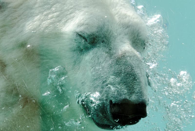 Polar bear stock image. Image of polar, swimming, pool - 19191023