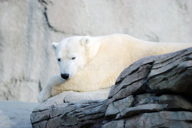 Lazy sleeping polar bear stock photo. Image of lying, coat - 8795884