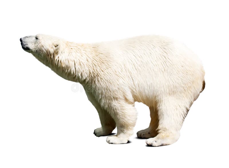 Polar bear stock photo. Image of animal, canada, arctique - 12125636