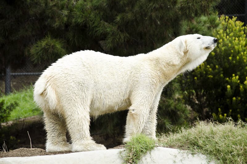 Polar bear Knut editorial photography. Image of cute, charlottenburg ...