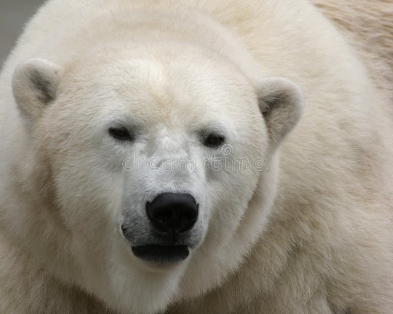 Polar Bear stock photo. Image of cold, mammal, polar, north - 35346