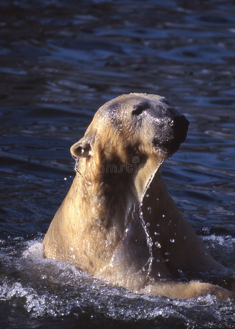 619 Polar Bear Floating Stock Photos - Free & Royalty-Free Stock Photos ...