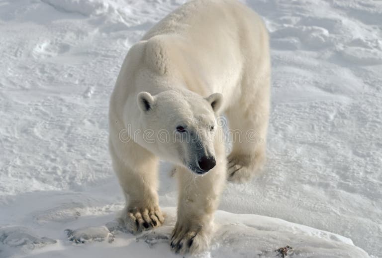 Polar bear stock photo. Image of large, powerful, climate - 5533974