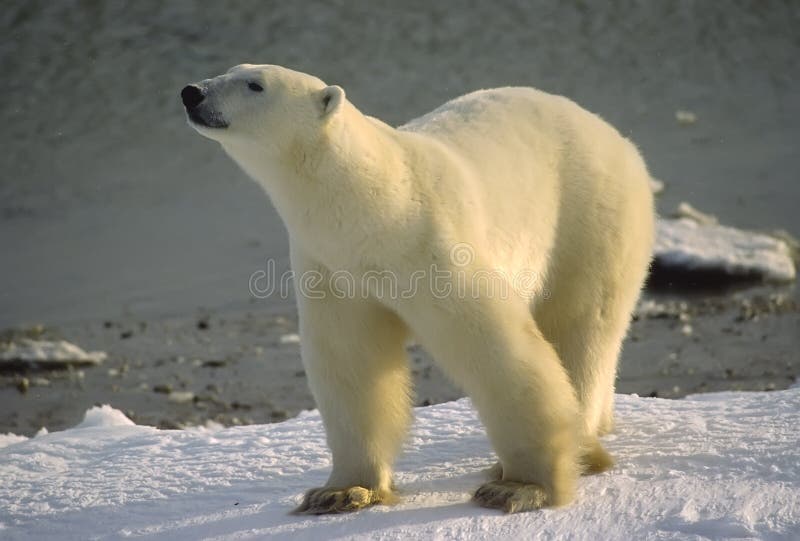 Polar Bear and Cubs in Weak Arctic Sunlight Stock Image - Image of ...