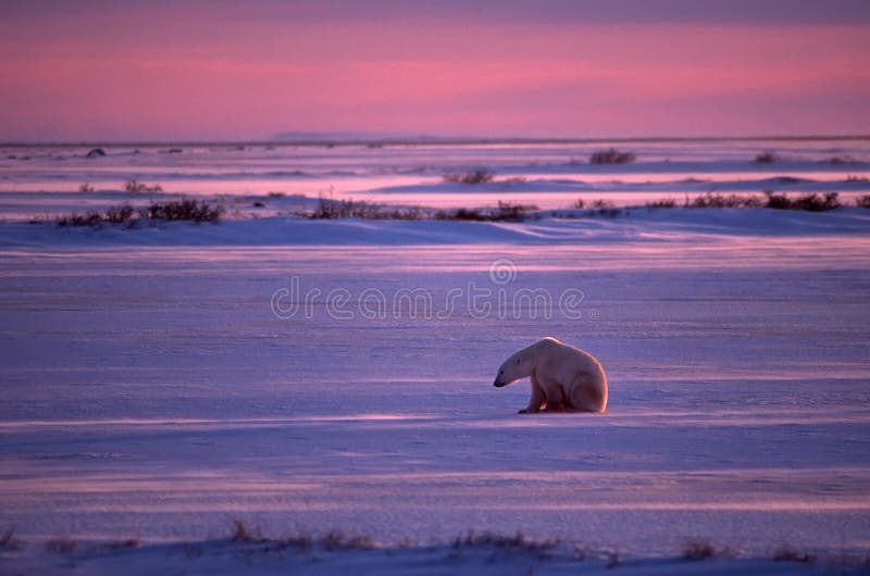 Polar bear stock photo. Image of wild, sunset, outdoors - 6380648