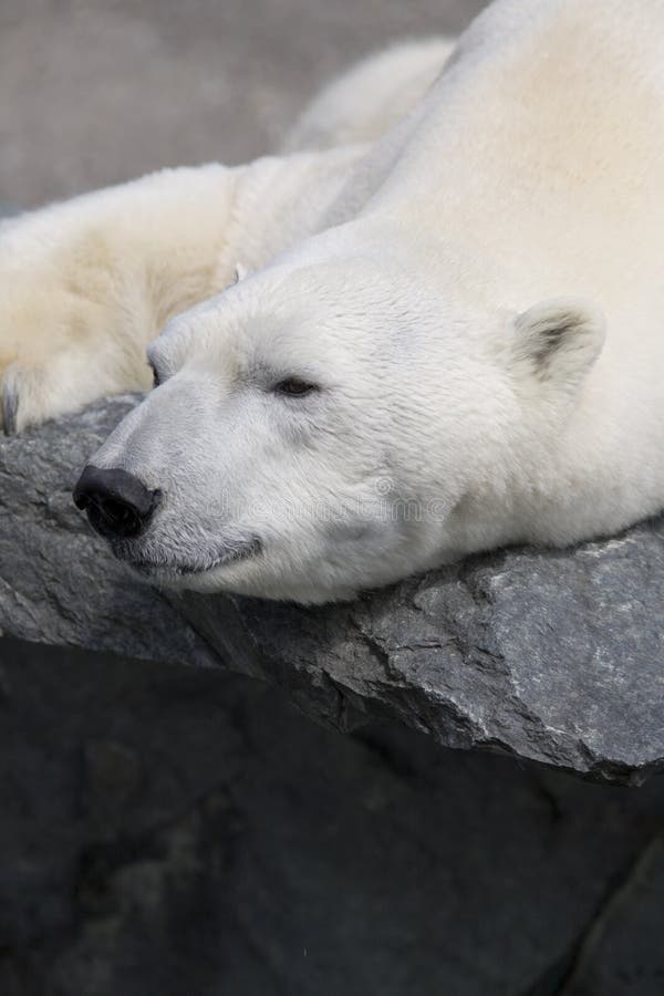 Lazy sleeping polar bear stock photo. Image of lying, coat - 8795884