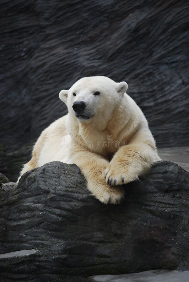 Polar bear stock image. Image of mammal, polar, arctic - 8809155