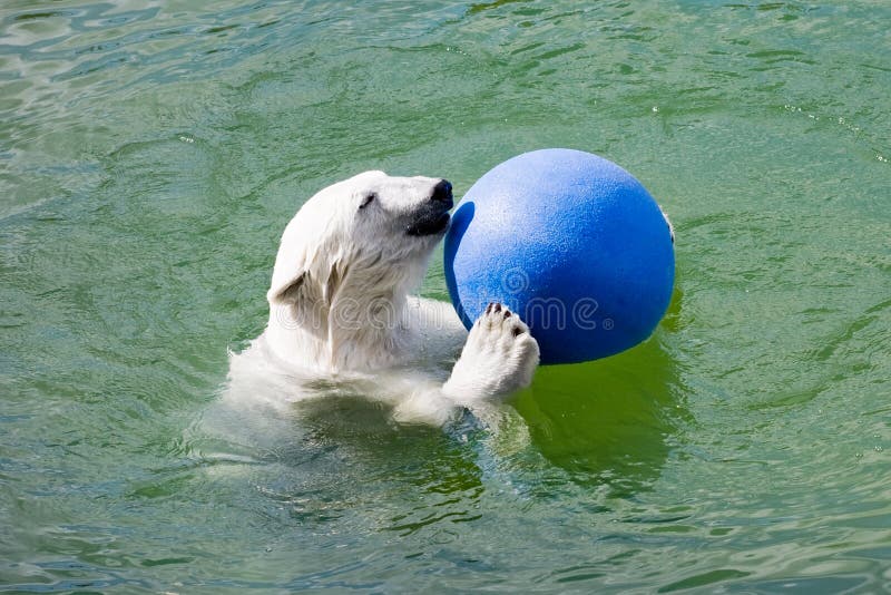 Polar bear with ball stock photo. Image of focus, selective - 6264660