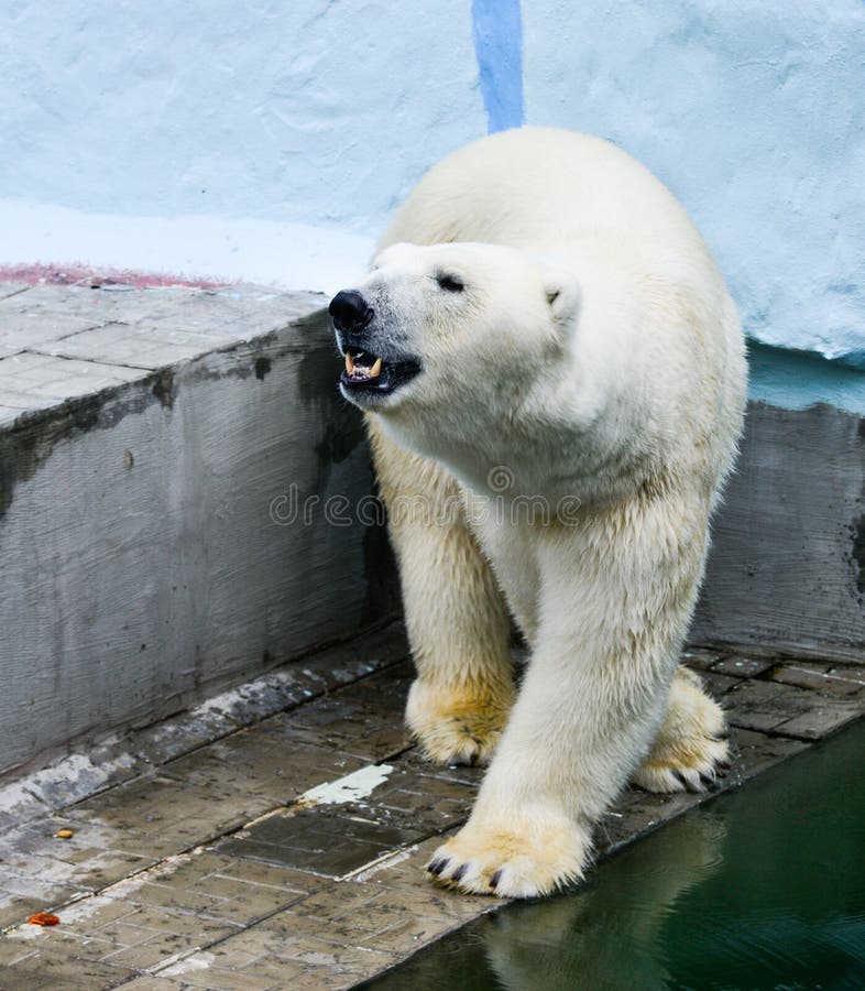 Polar bear stock photo. Image of real, teddy, mama, carnivoran - 53030680