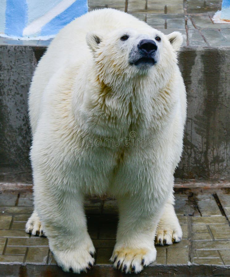 Polar Bear stock image. Image of real, teddy, beautiful - 53034055