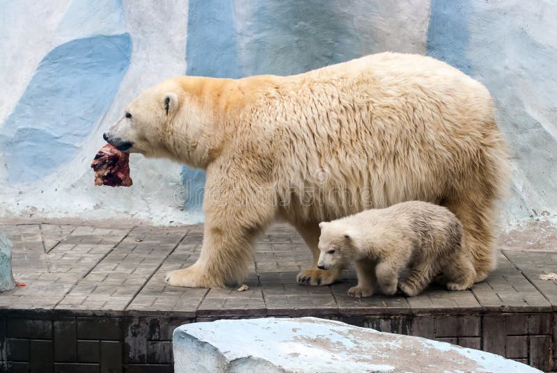 Polar bear stock photo. Image of wildlife, piece, still - 200938724