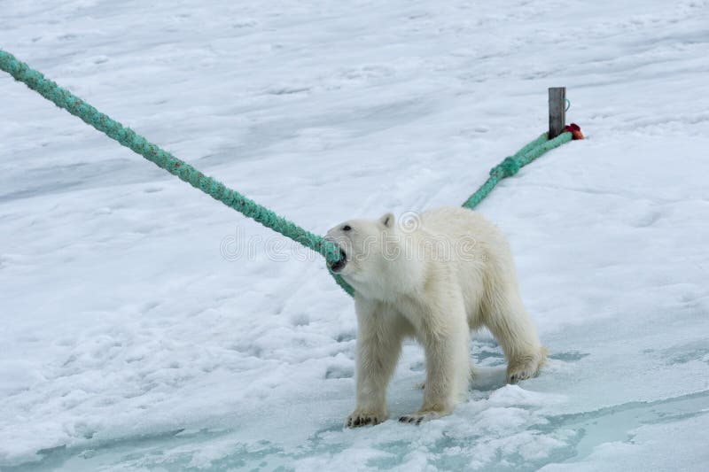 Polar Bear Biting on the Rope of an Expedition Ship, Svalbard ...