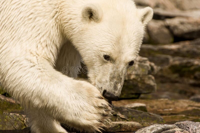 Polar Bear, Button Islands, Labrador, Canada Stock Photo - Image of ...