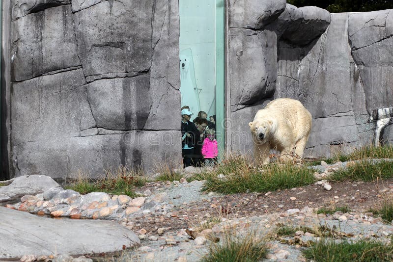Polar bear cave. ZOO. editorial stock image. Image of glass - 36389269