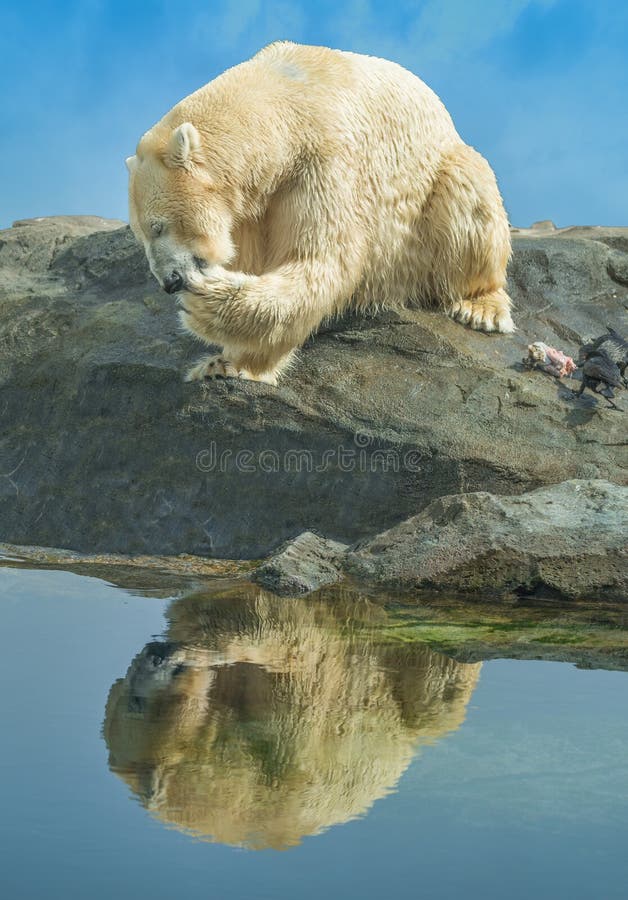 Polar Bear Cleaning Its Paws Stock Image - Image of carnivorous ...