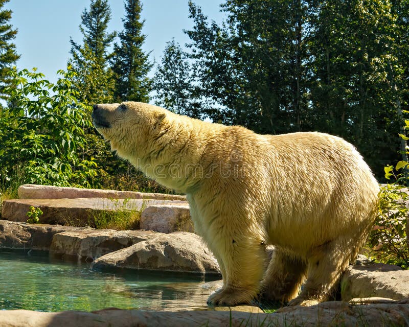 Polar Bear Photo and Image. Bear Close-up Side View Standing a on Rock ...