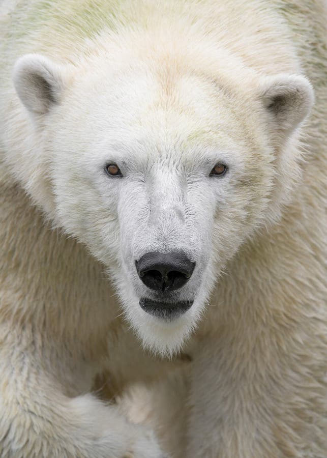 Polar Bear Closeup Headshot Portrait Stock Photo - Image of outside ...