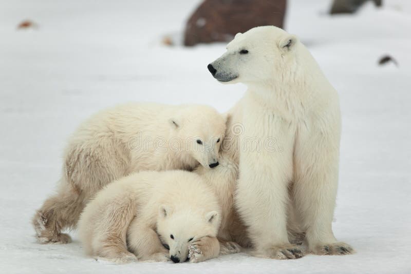 Polar Bear and Cubs in Weak Arctic Sunlight Stock Image - Image of ...