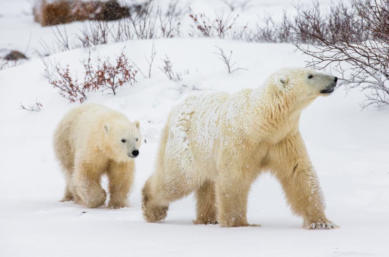 Polar Bear with a Cubs in the Tundra. Canada Stock Photo - Image of ...