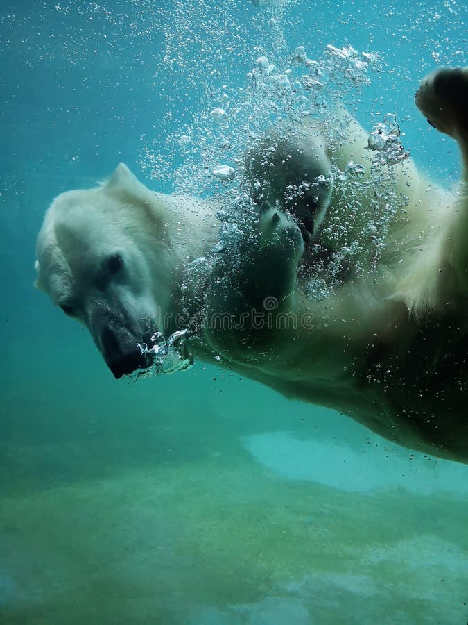 Polar Bear Diving Underwater Stock Image - Image of pool, arctic: 245529547