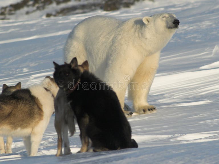 Polar bear and dogs stock photo. Image of svalbard, white - 14541090