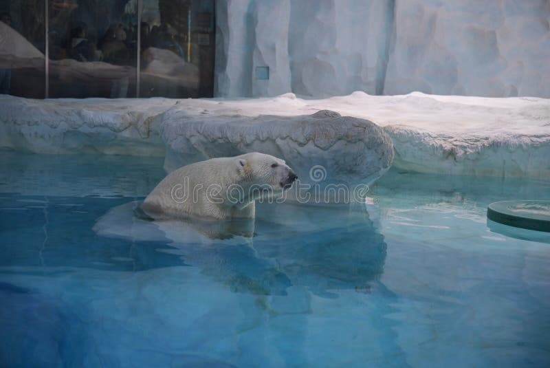 Polar Bear Enjoying a Playful Moment in a Pool of Water Stock Photo ...