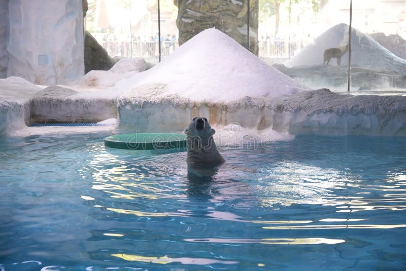Polar Bear Enjoying a Playful Moment in a Pool of Water Stock Image ...