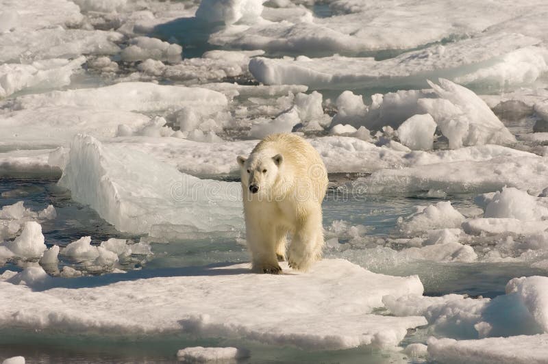 Polar Bear on Floating Ice, Labrador Sea, Canada Stock Image - Image of ...