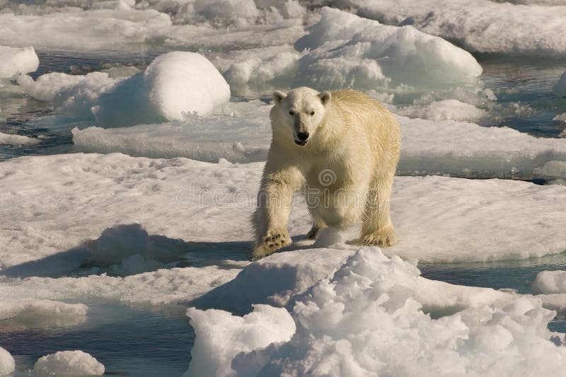 Polar Bear on Floating Ice, Labrador Sea, Canada Stock Image - Image of ...