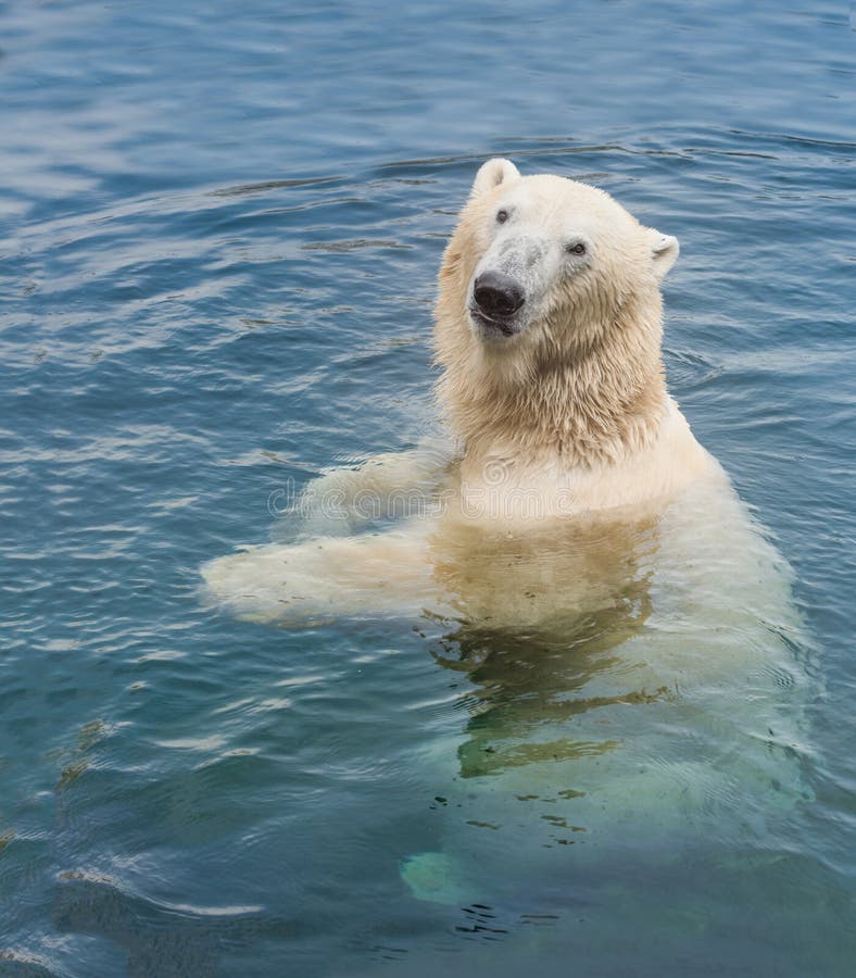 Polar Bear Floating on Icy Sea Water Stock Image - Image of carnivorous ...