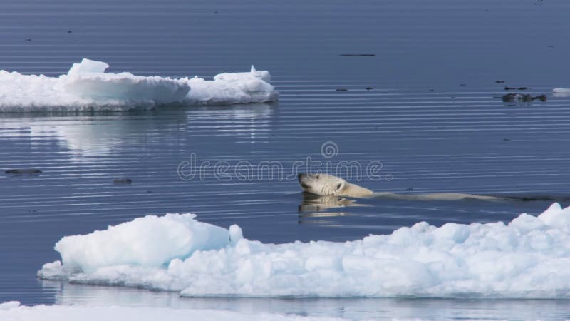 Bear Floats in Water stock photo. Image of swimming, paws - 70999808