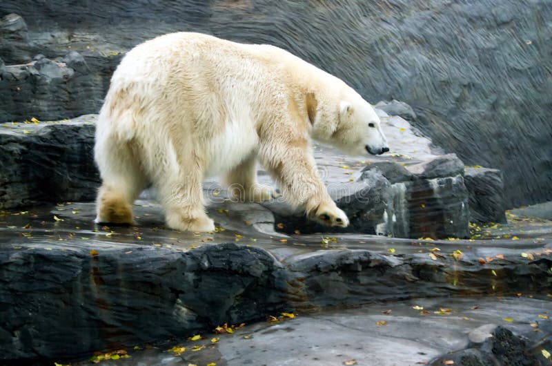 Polar Bear, Friendly Animals at the Prague Zoo. Editorial Photo - Image ...