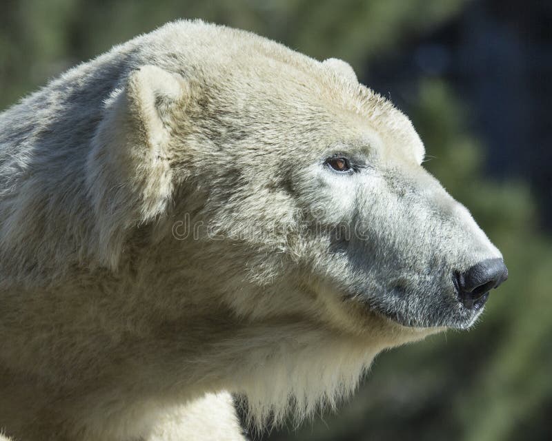 Polar bear head shot stock photo. Image of animal, portrait - 15758640
