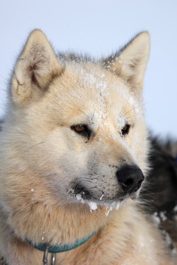 Polar bear and dogs stock photo. Image of svalbard, white - 14541090