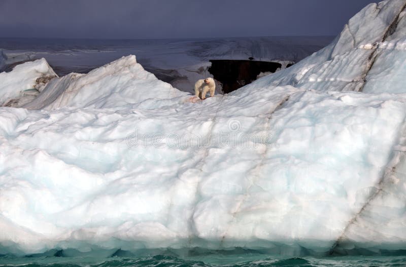 Polar bear on iceberg stock image. Image of snow, northern - 60325159