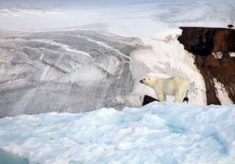 Polar bear on iceberg stock image. Image of land, furry - 65218941
